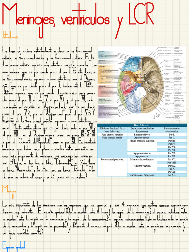 Meninges, ventrículos y LCR | PDF