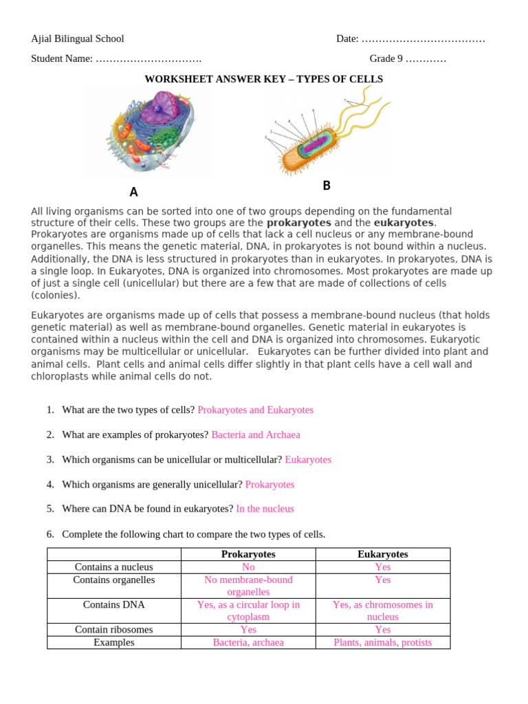 Worksheet Prokaryotes-Eukaryotes - Answer Key | PDF