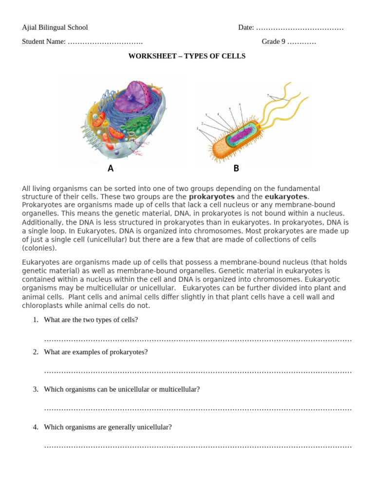 Worksheet Prokaryotes Eukaryotes | PDF