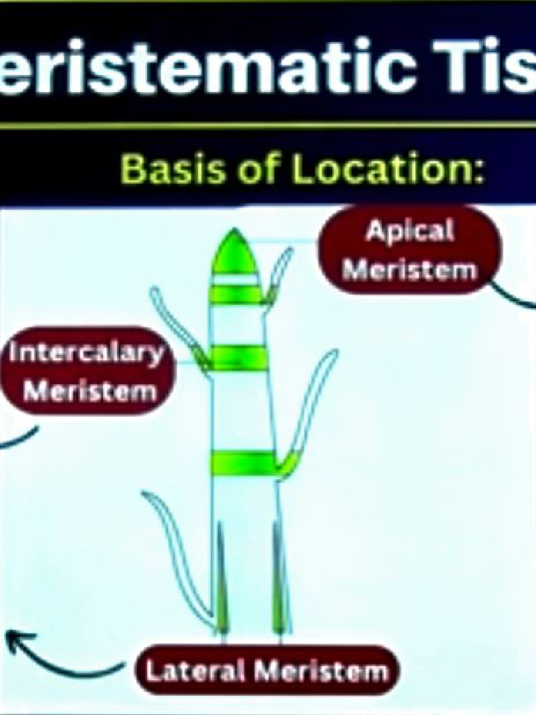 Notes of CH Tissue Class 9 | PDF