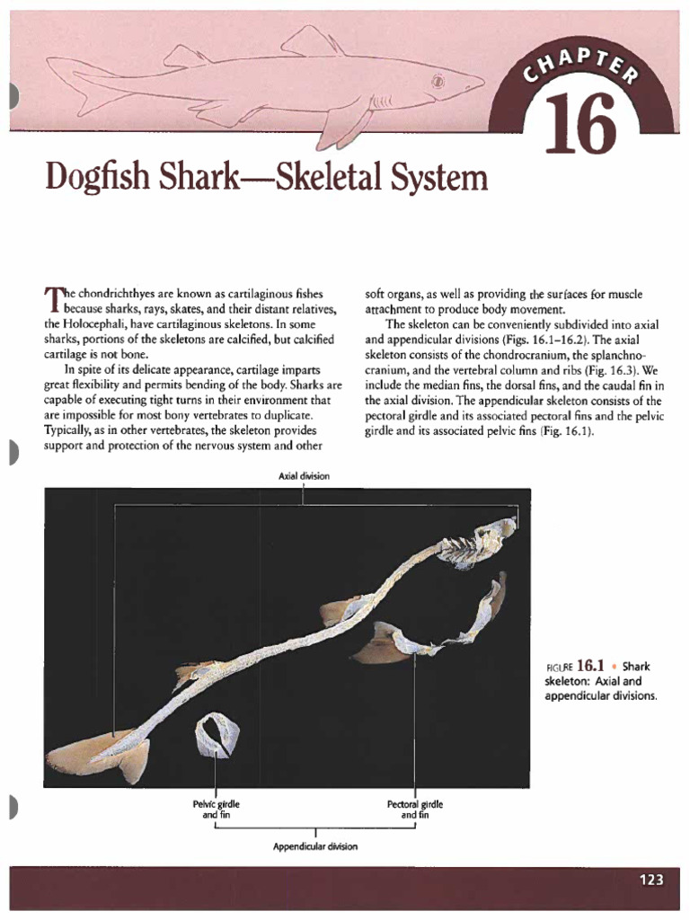 16 Dogfish Shark | PDF