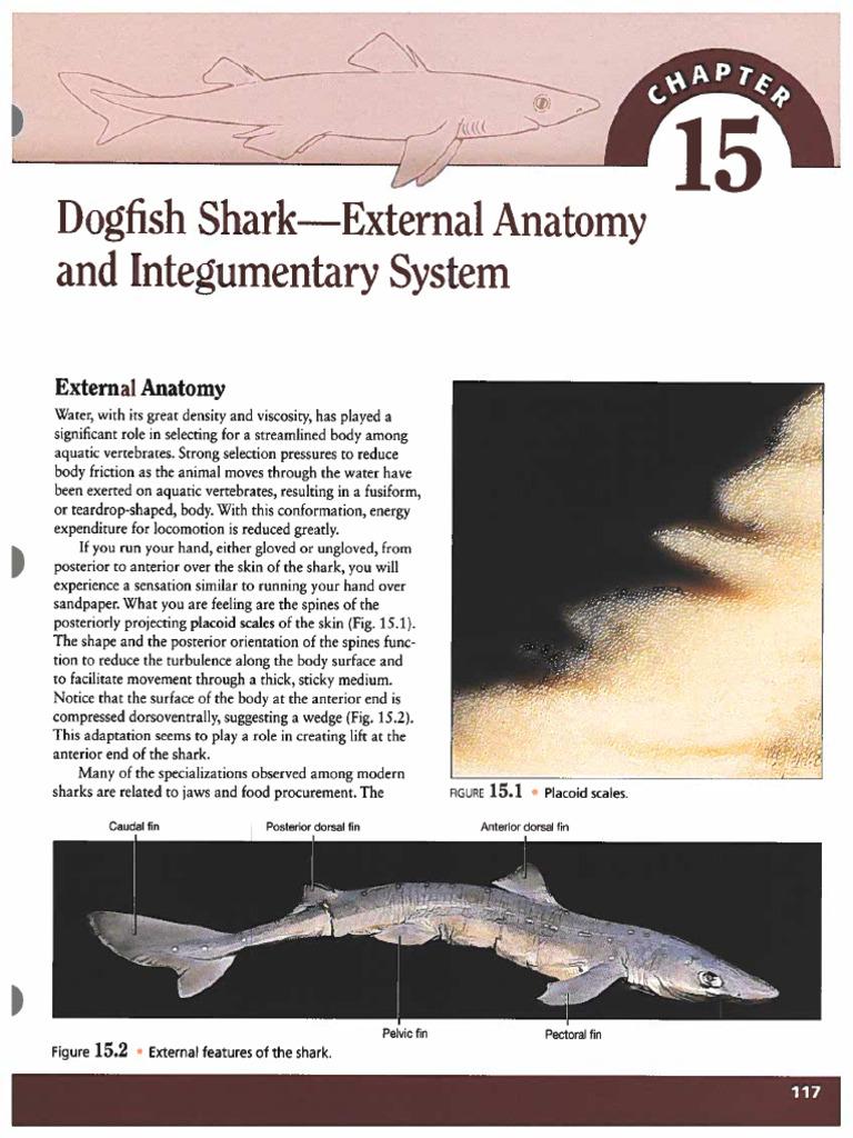 15 Dogfish Shark | PDF