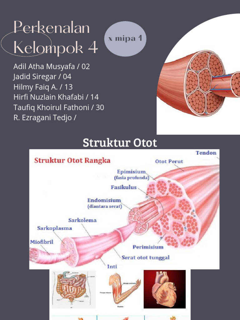 XI MIPA 1_??Struktur Otot?????? | PDF