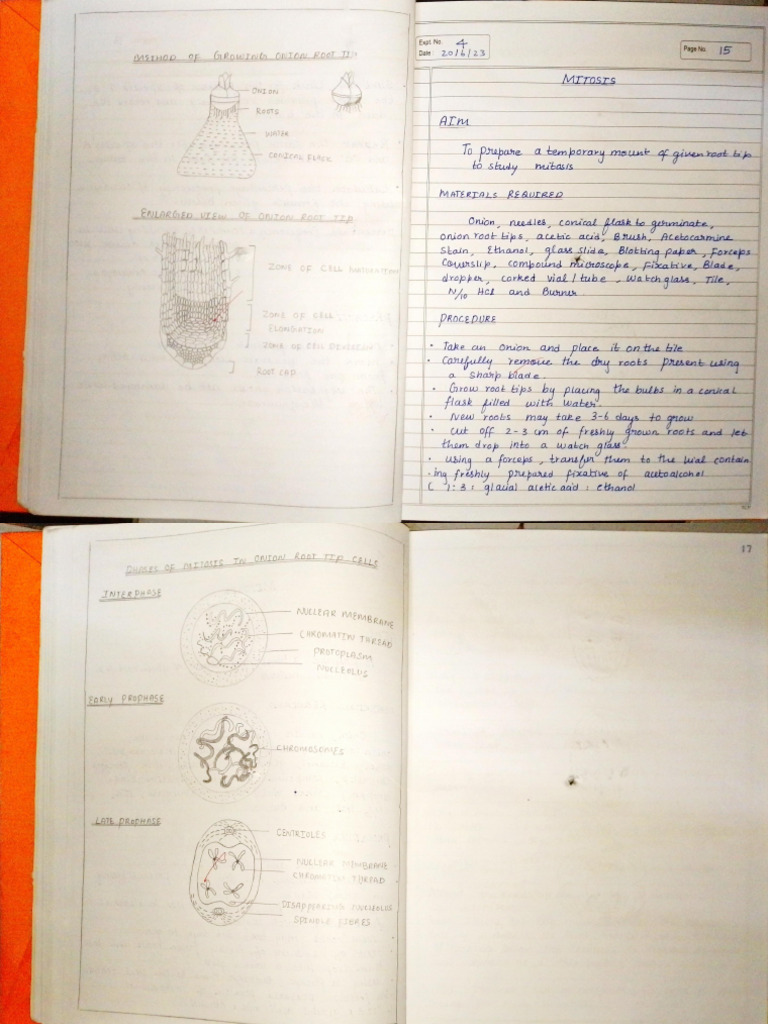 G12 - Bio Record - Expt - 4 | PDF