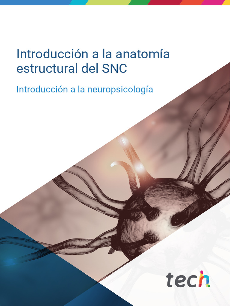 Introducción A La Anatomía Estructural Del SNC | PDF | Neurona | Axon