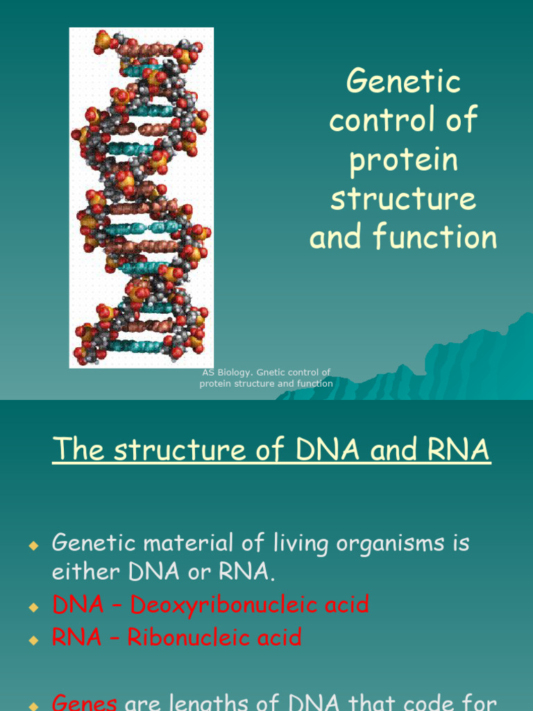 Structure of DNA | PDF