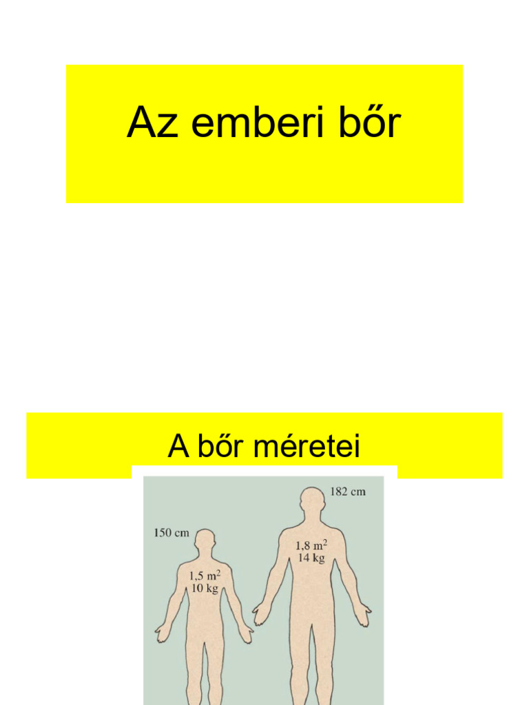 Bőr - Az Emberi Test 8. Évfolyamosoknak | PDF