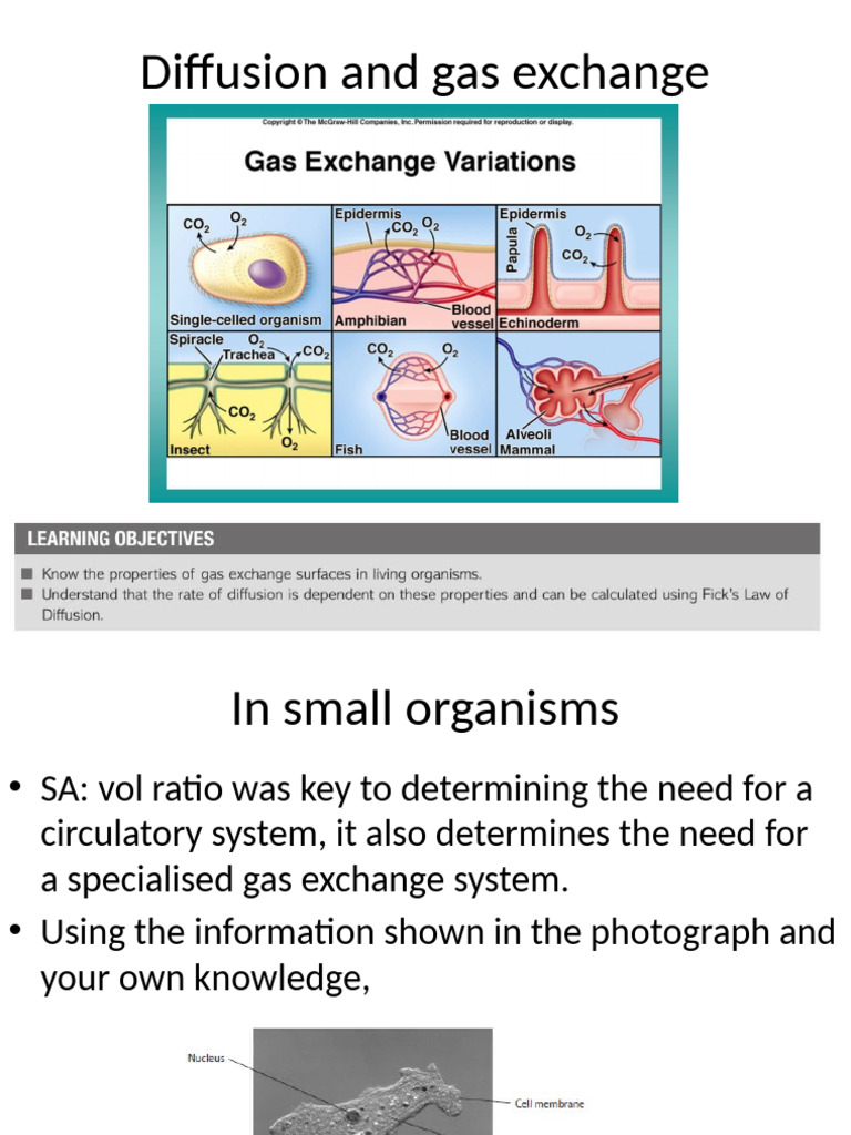 Diffusion and Gas Exchange | PDF