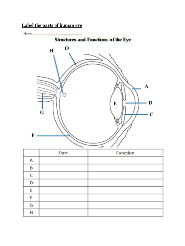 Label the parts of human eye- worksheet | PDF