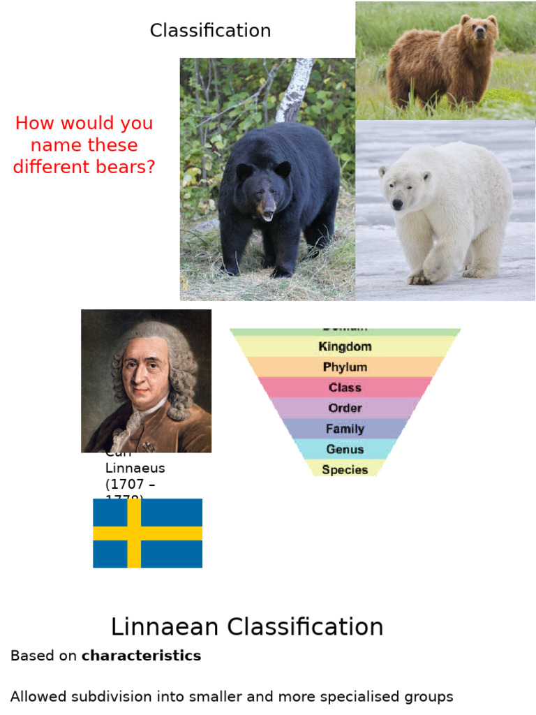 L15 - Classification | PDF