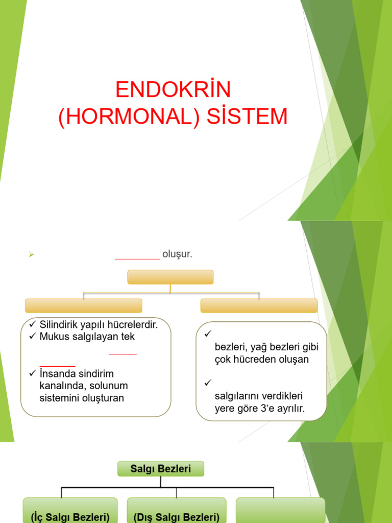 Endokrin Sistem | PDF