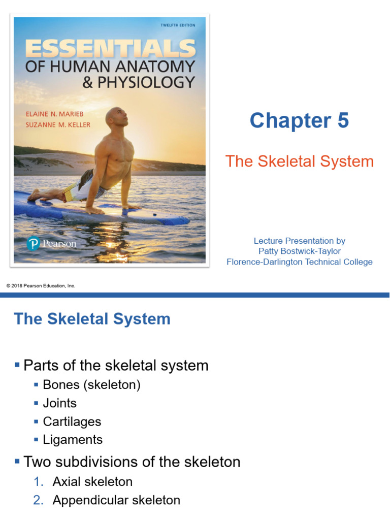 Chap 6 Anat & Physio | PDF