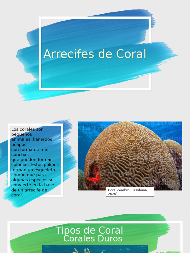 Arrecifes de Coral - Charla | PDF