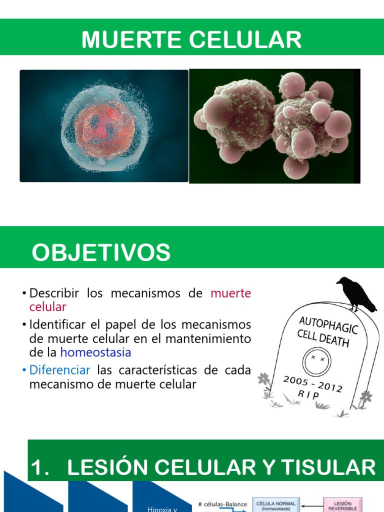 Muerte Celular, Necrosis y Apoptosis | PDF