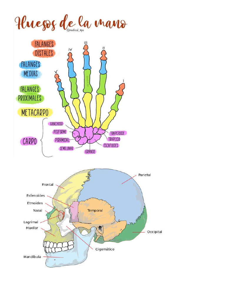 Huesos de La Cabeza y Mano | PDF