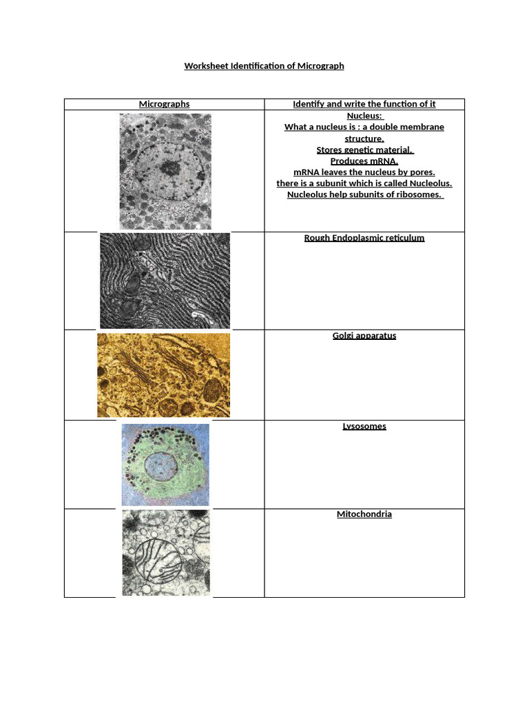 Worksheet_Identification_of_Micrograph | PDF