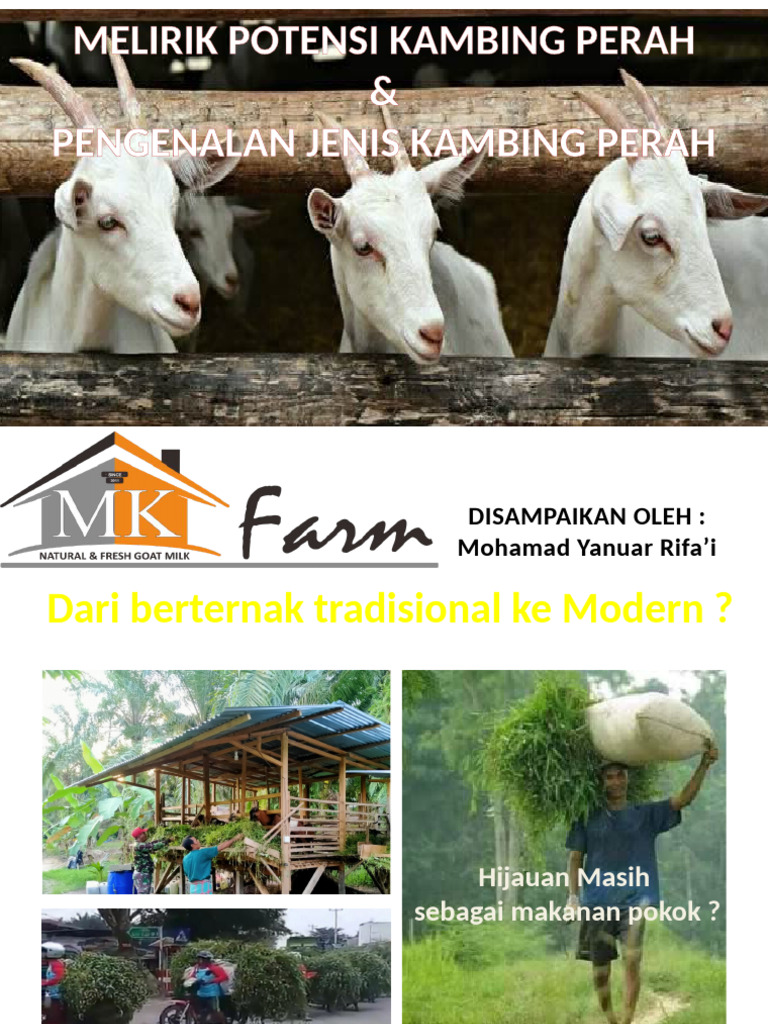 PENGENALAN KAMBING PERAH MK FARM | PDF