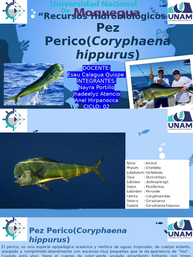 pez perico exposicion grupo | PDF