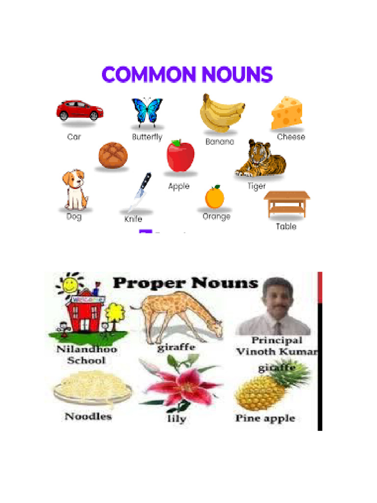 Common Noun | PDF