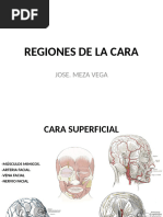 Región Geniana o Región de La Mejilla | PDF | Anatomía | Anatomía humana