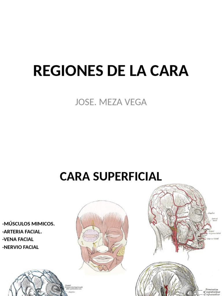 Regiones de La Cara | PDF | Cabeza y cuello humanos | Sistema ...