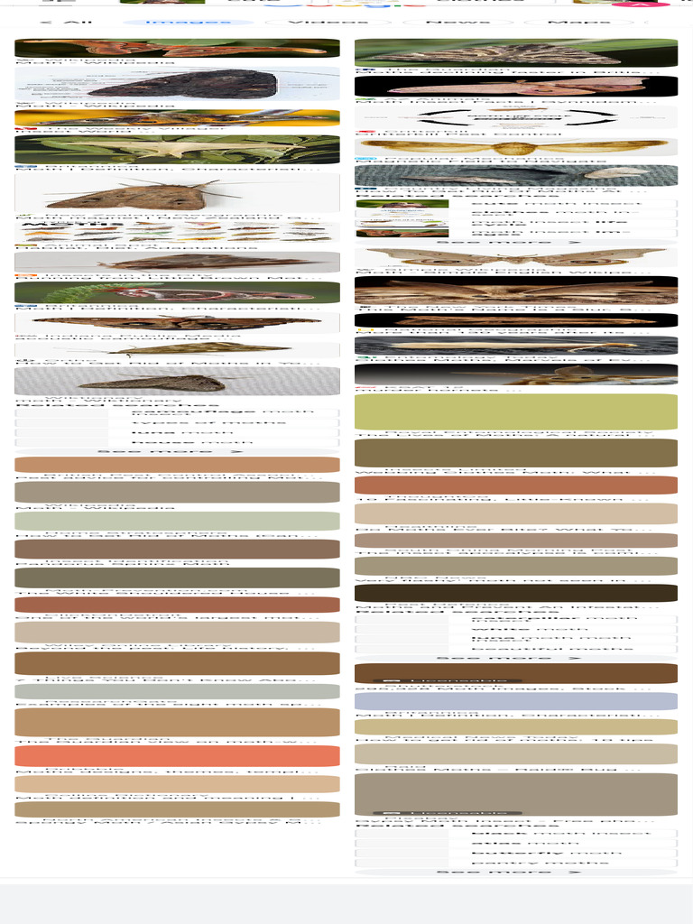 Moth Insect - Google Search | PDF