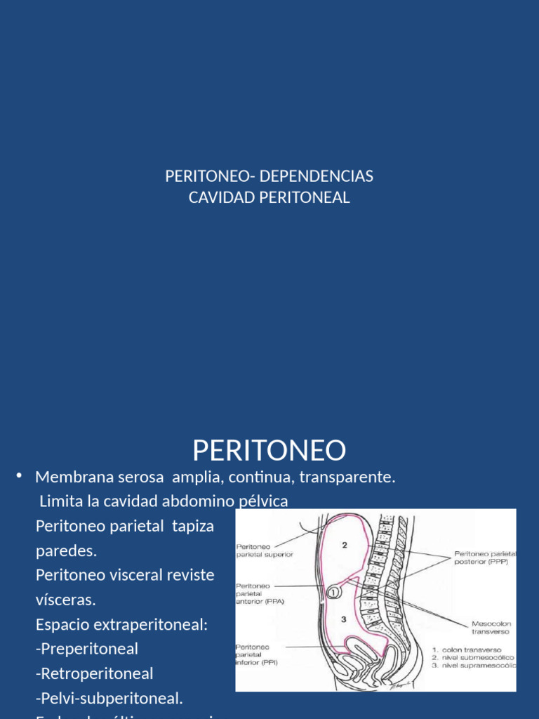 Anatomia Del Peritoneo | PDF
