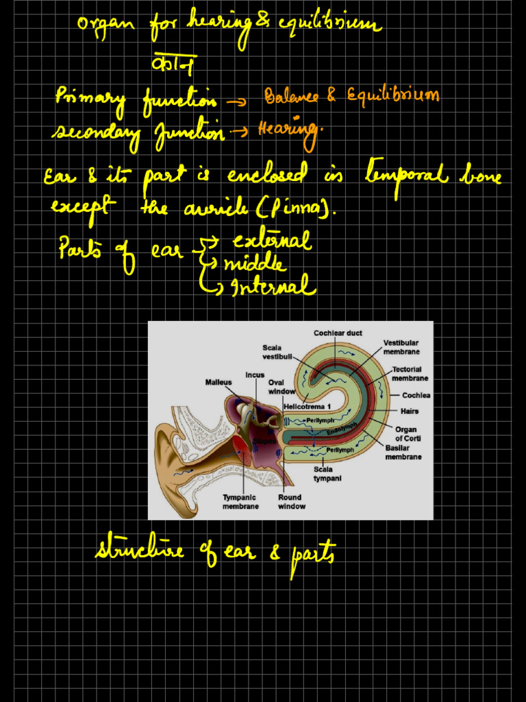 Hearing and Equilibrium | PDF