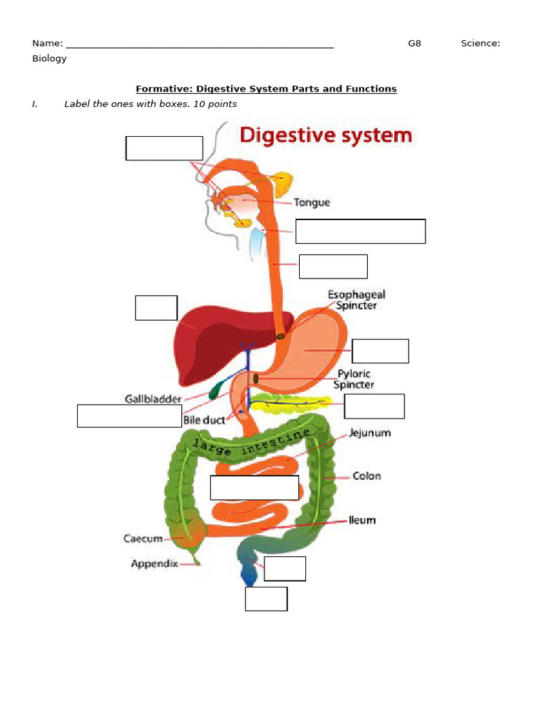 G8 Digestive system Practice Test | PDF