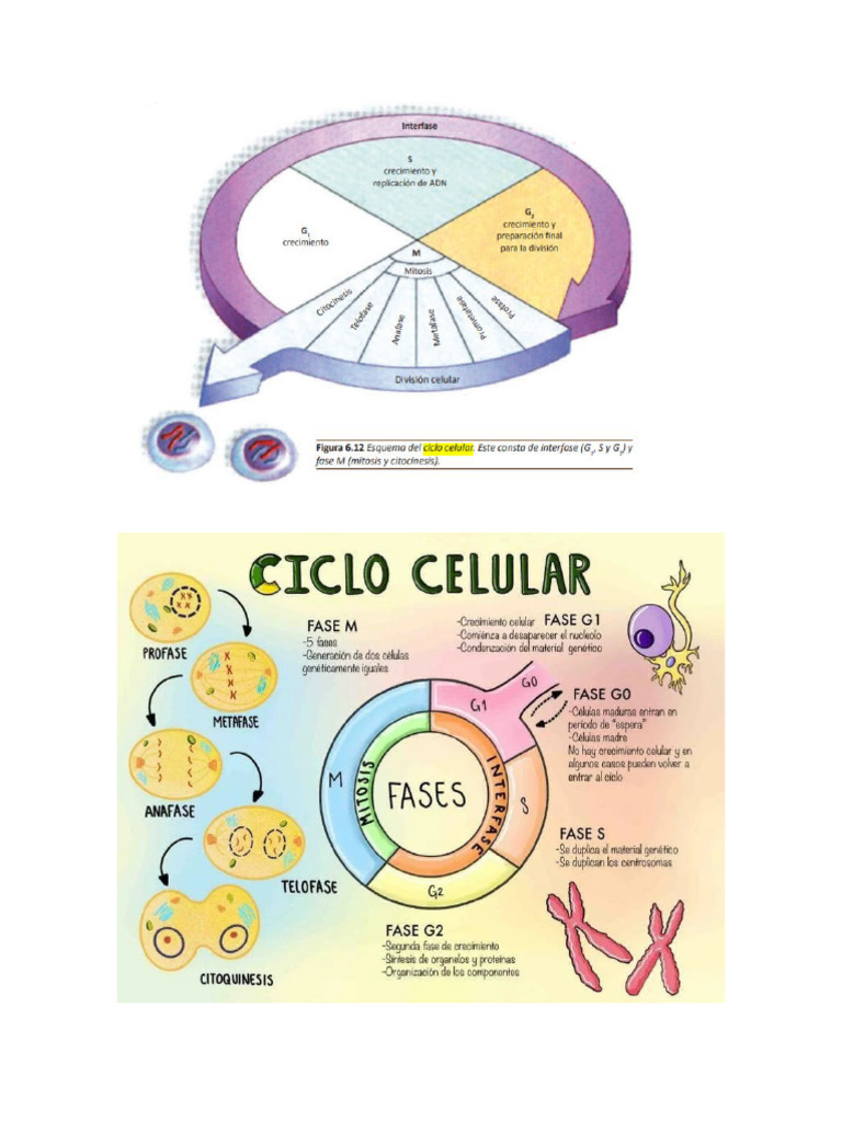 Ciclo celular | PDF