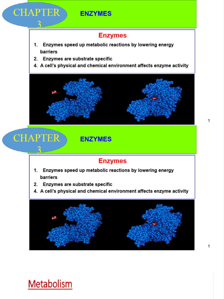 CH 3 Metabolism and Enzymes | PDF