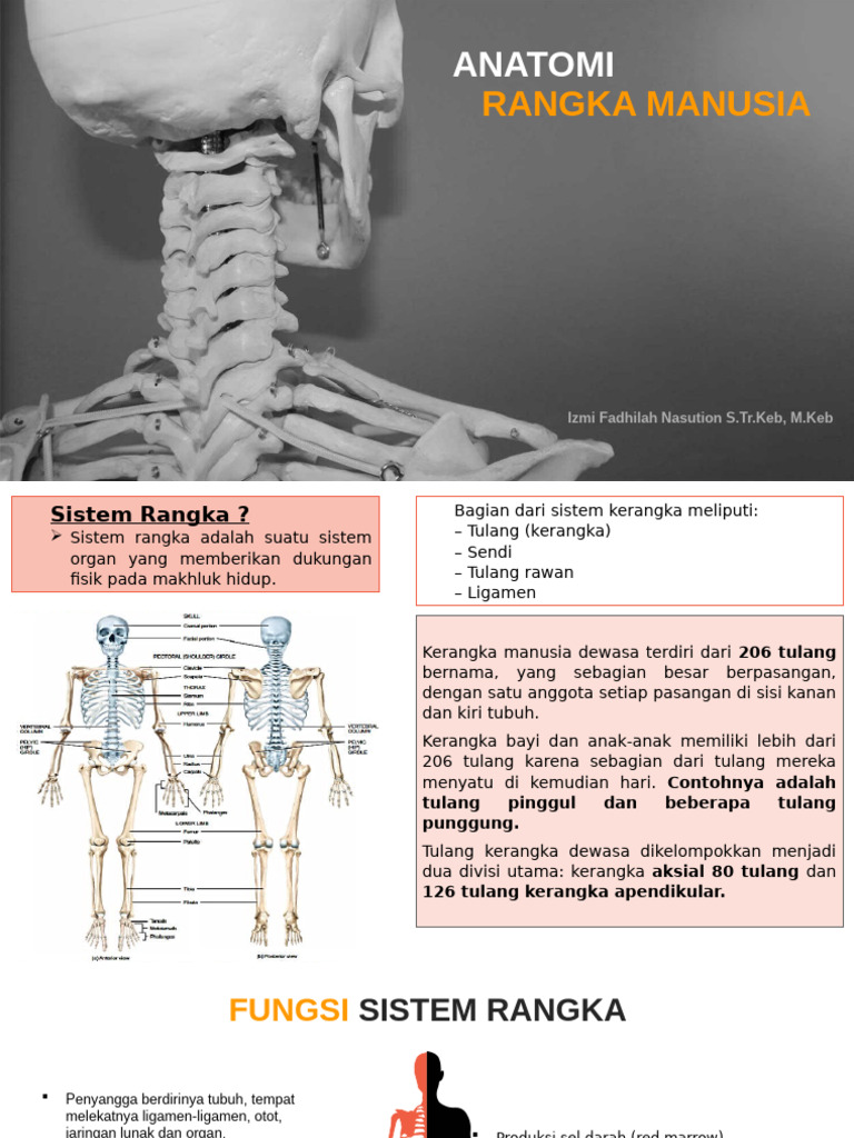 Anatomi Rangka | PDF