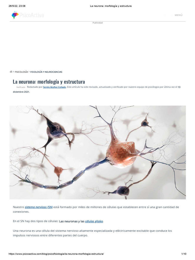 La Neurona - Morfología y Estructura | PDF