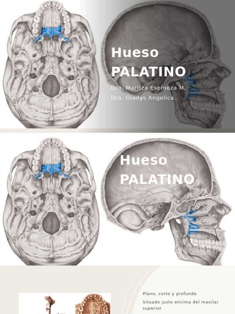 Hueso PALATINO Presentacion | PDF