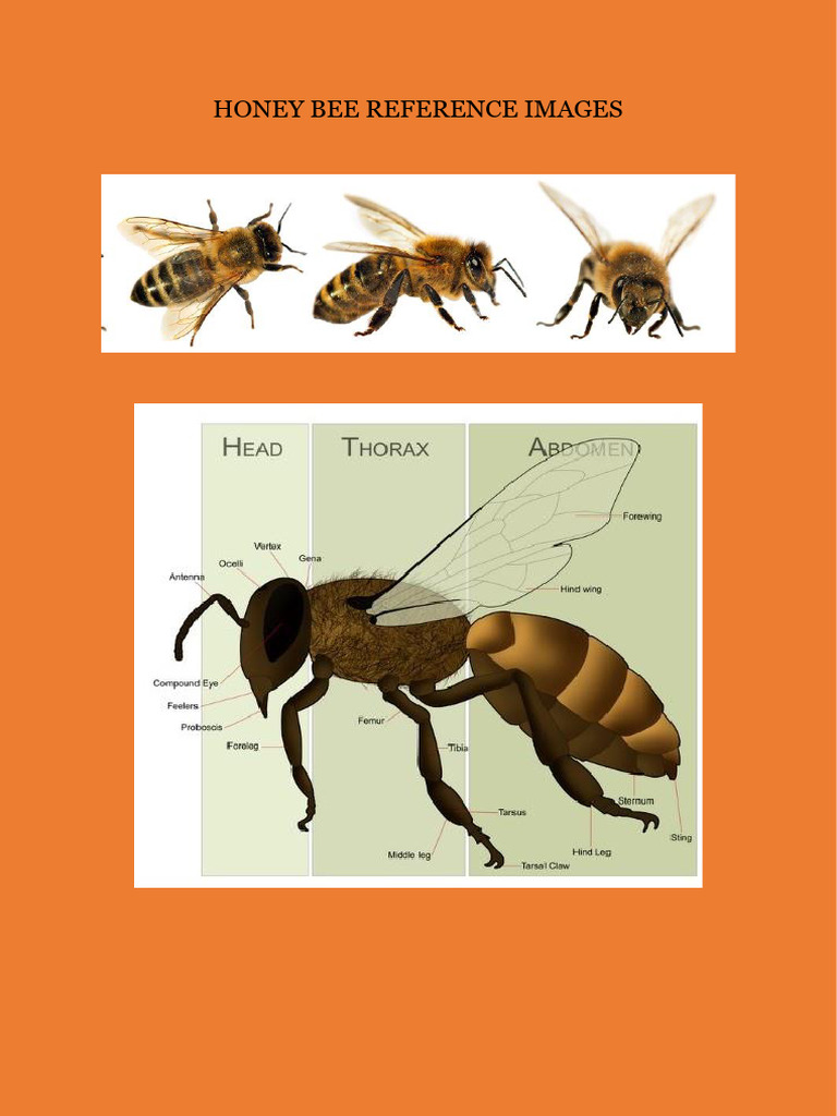 Bee Friendly Trust Honey Bee Reference Images | PDF