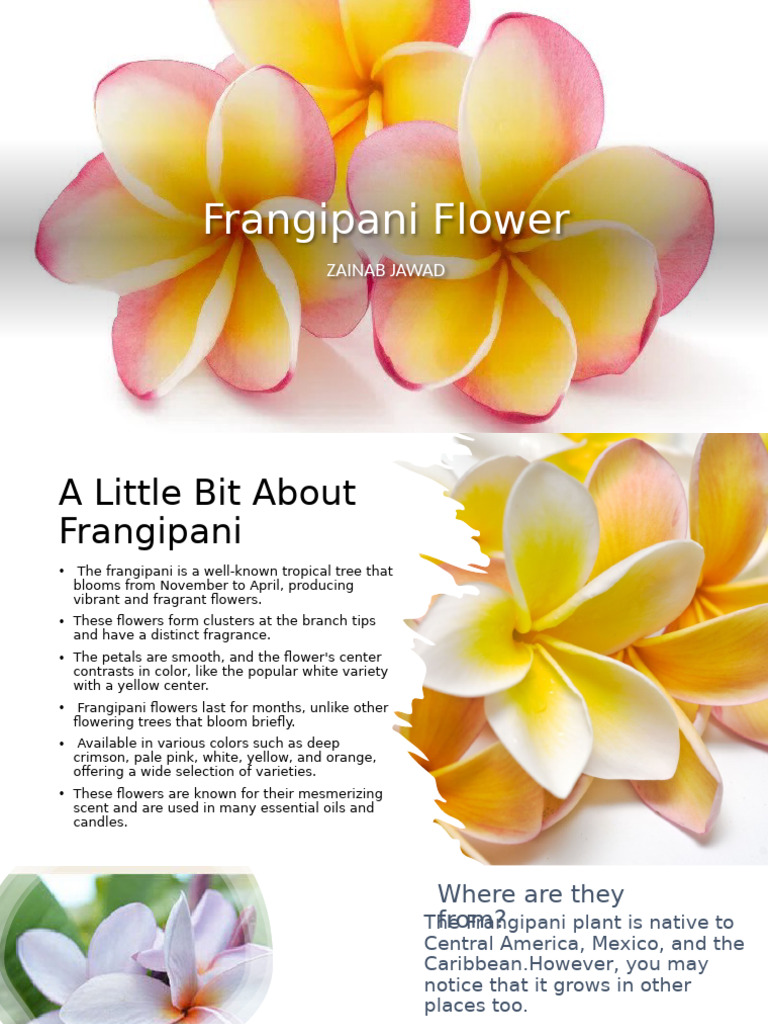 Frangipani | PDF