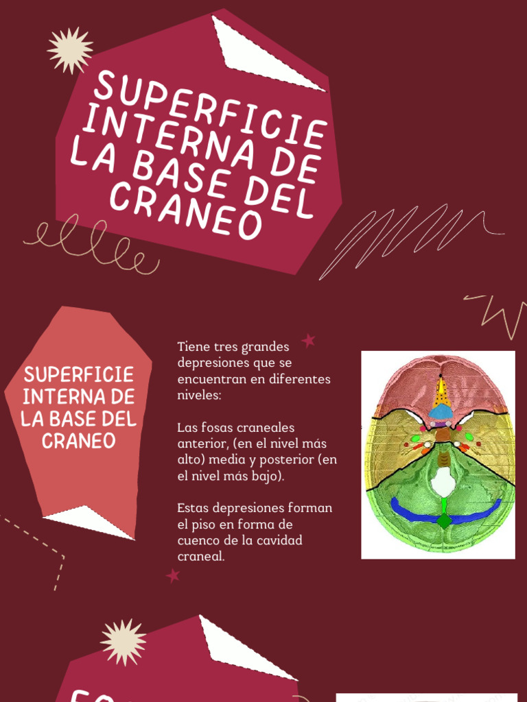 Superficie Interna de La Base Del Cráneo | PDF