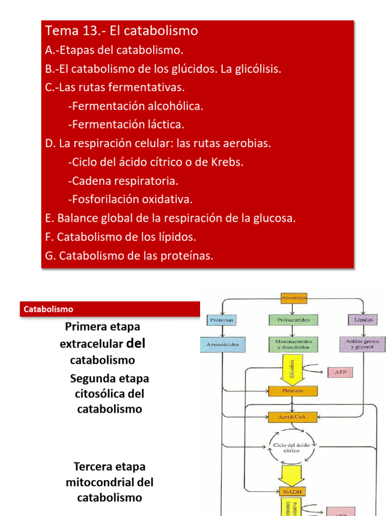 Temas 13 Catabolismo | PDF | Trifosfato de adenosina | Ciencia y ...