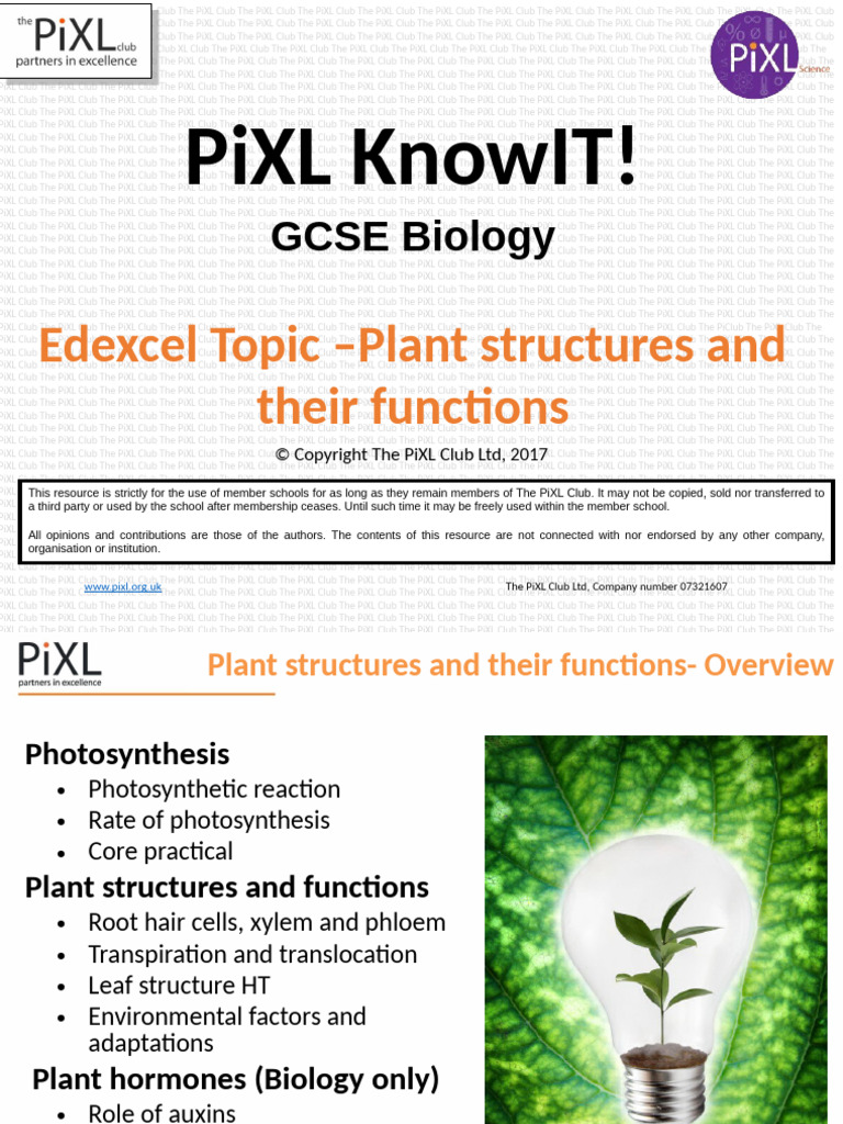 Leaf Structure1 | PDF