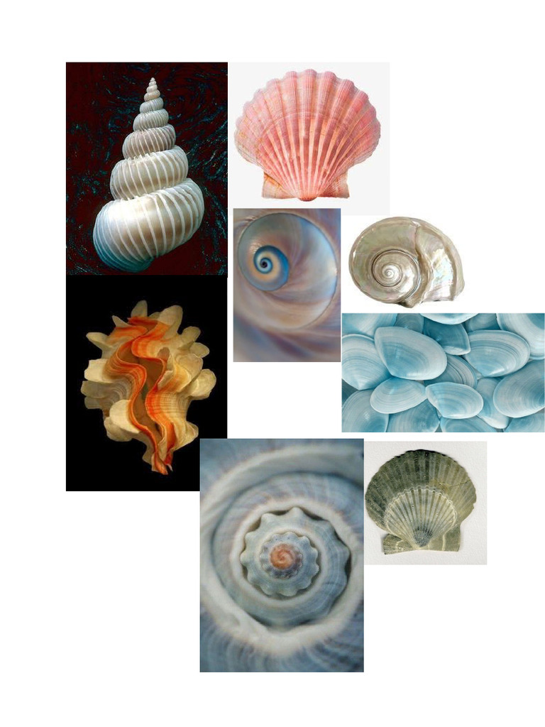 Art Mood Board Shells 3 | PDF
