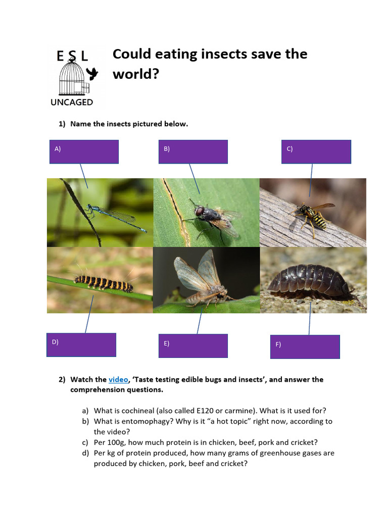 Could Eating Insects Save The World - ESL Uncaged | PDF