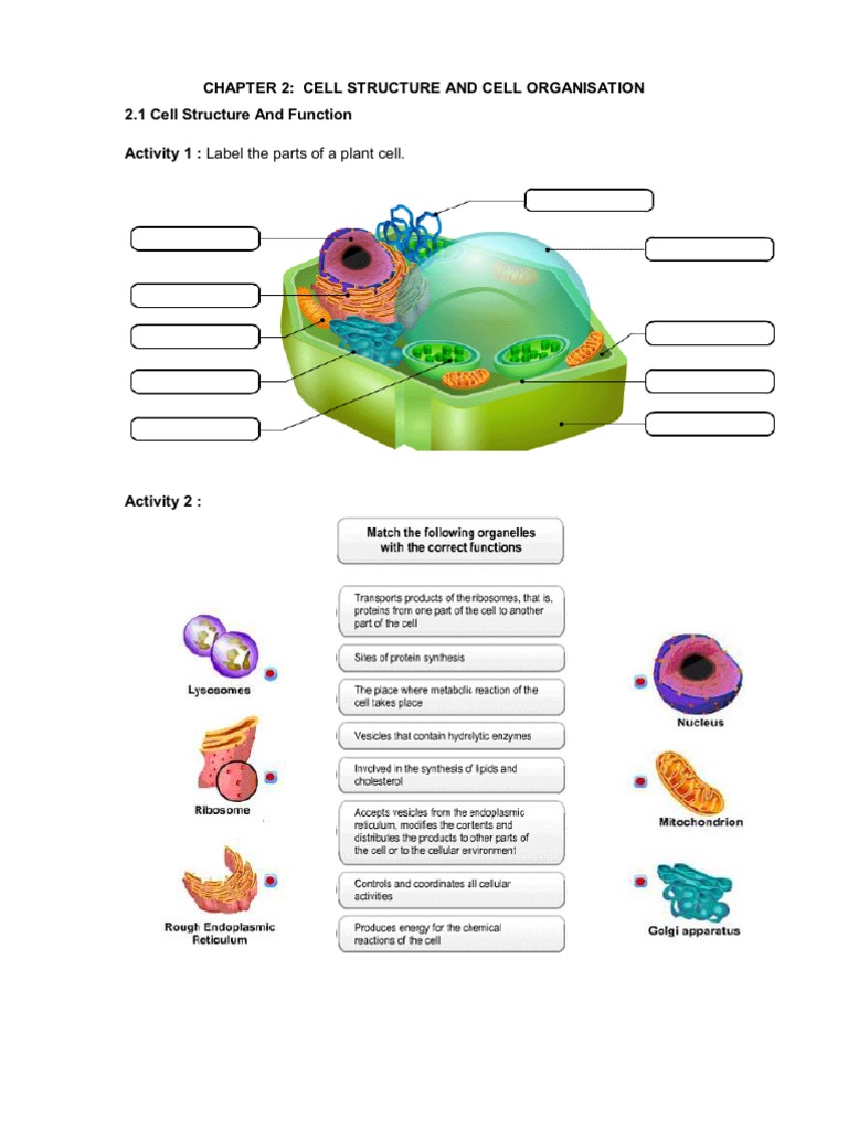 Cell Structure and ion | Endoplasmic Reticulum | Cell (Biology)