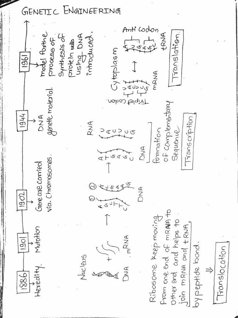 Biology Science 2 SSC 1 | PDF | Translation (Biology) | Rna