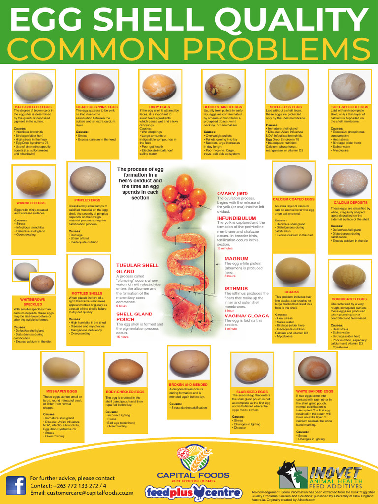 EGG-SHELL-QUALITY-COMMON-PROBLEMS-small | PDF