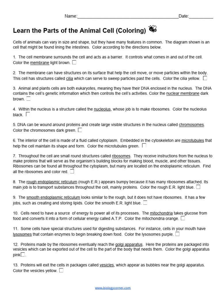Cell Coloring - Animal (Bee) | PDF | Cell (Biology) | Wellness