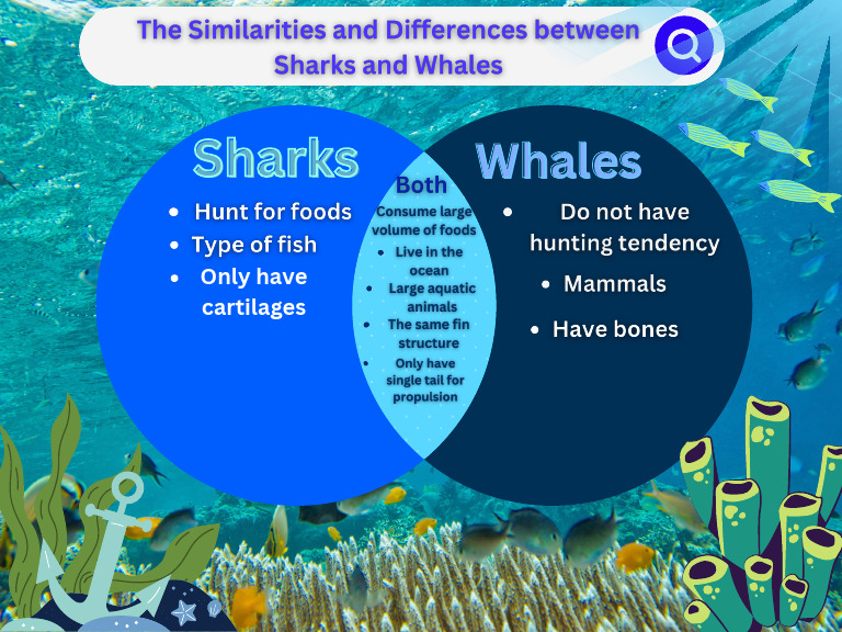 The Similarities and Differences Between Sharks and Whales | PDF