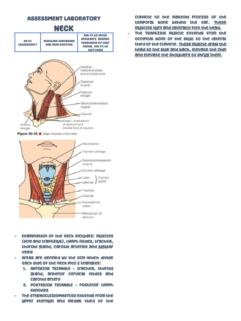 Health Assessment Laboratory Neck | PDF