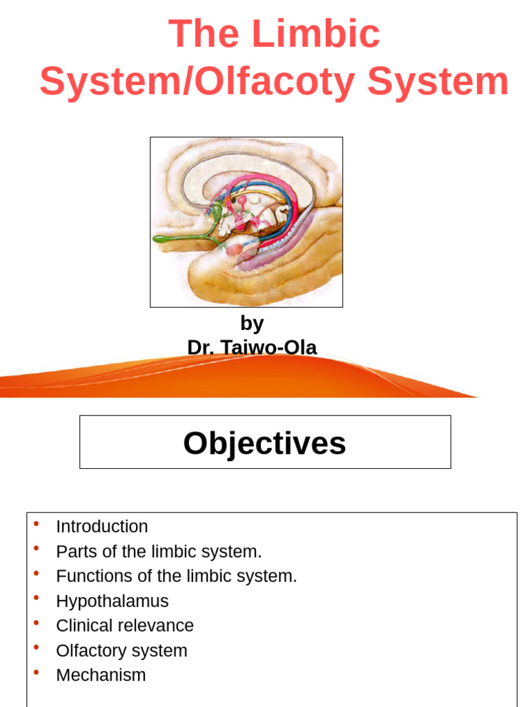 Limbic System & Olfactory System | PDF