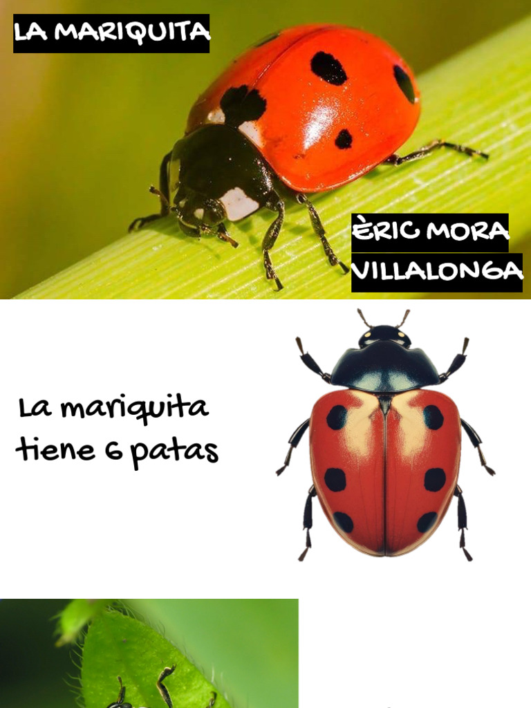 Mariquita | PDF