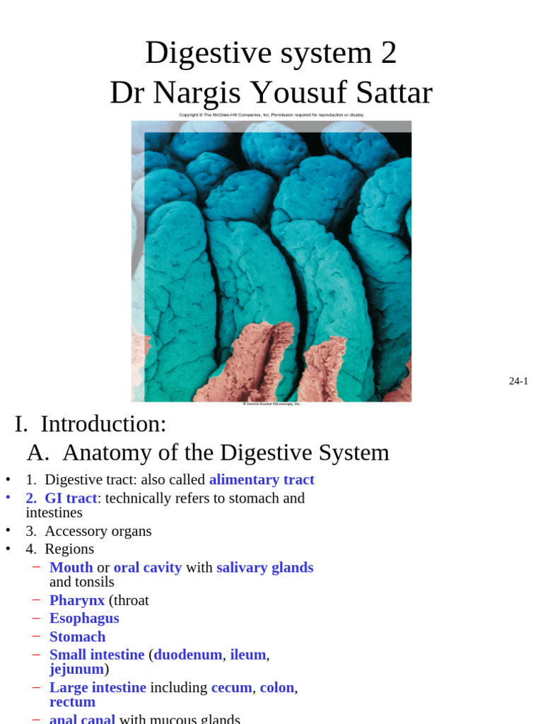 Digestive system | PDF